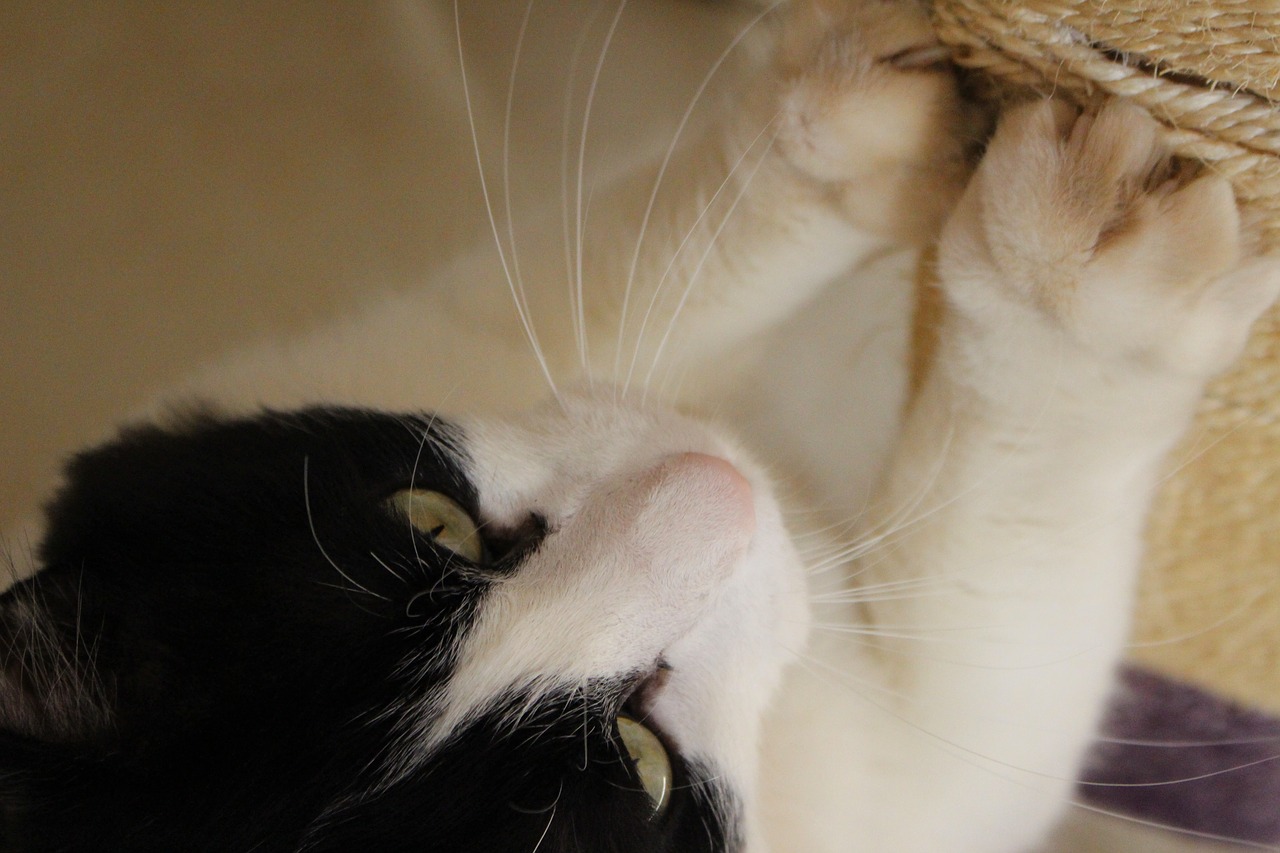 Saiba como estimular seu gato a brincar com o arranhador | Decon-SP